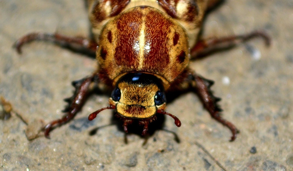 New superfood: Would you drink cockroach milk? - RTL Today