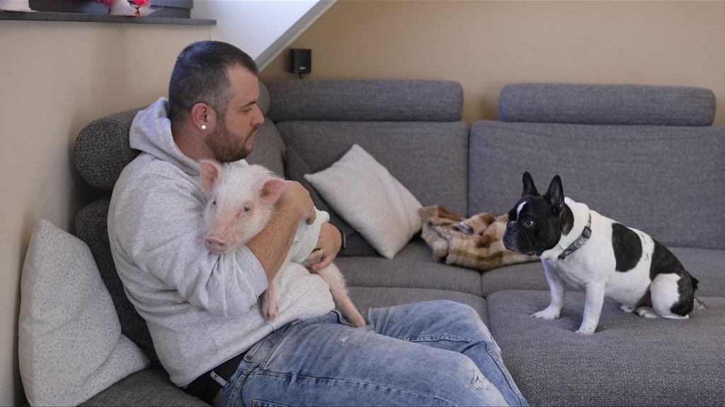 Legal challenge: Luxembourg family seeks recognition of miniature pig ...