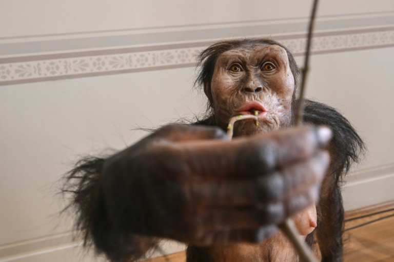 New study on old tools: Human ancestors making 'bone tech' 1.5 million ...