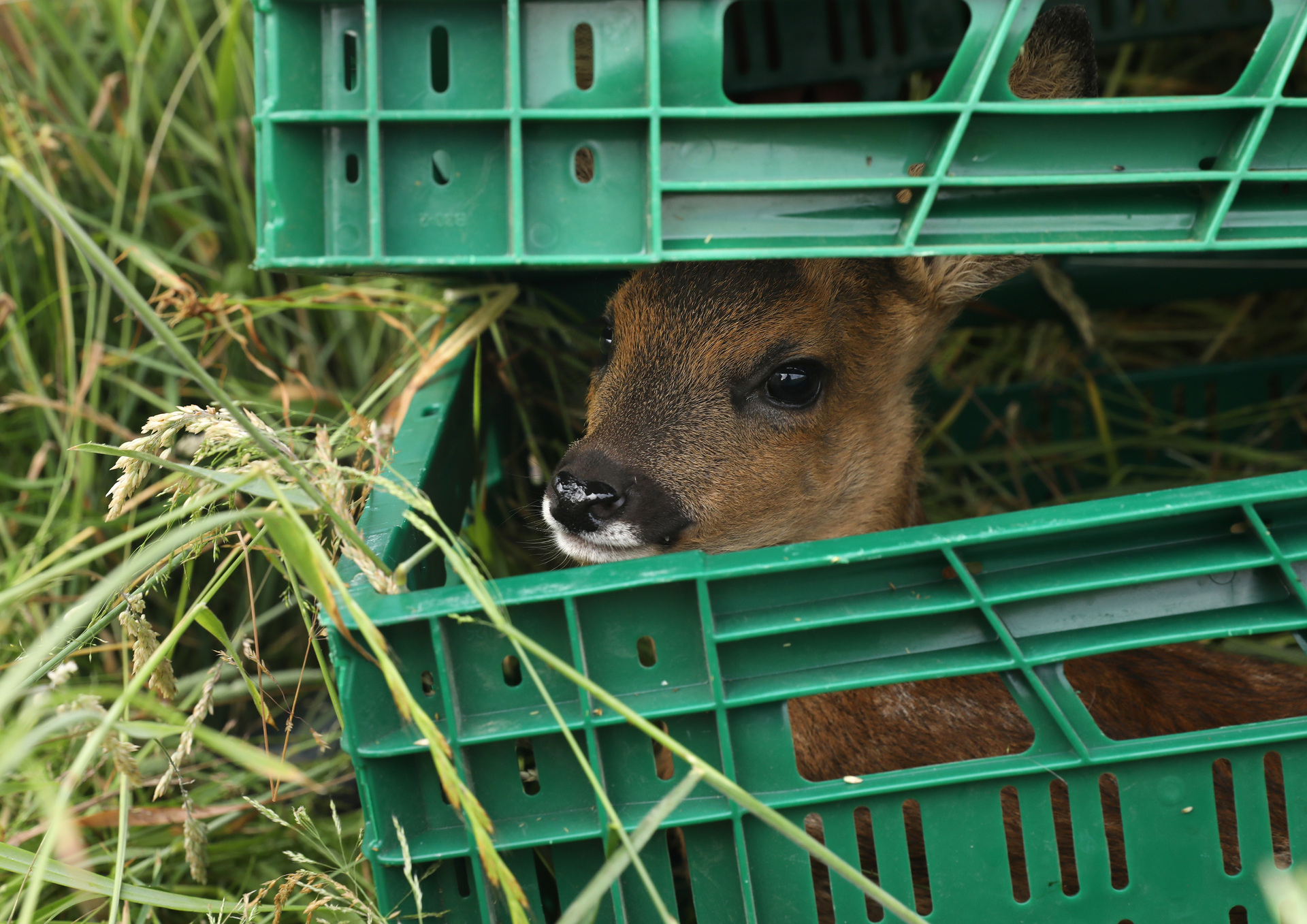 Pilot project: 'Save Bambi' project rescues over 250 deer in 2023 - RTL ...