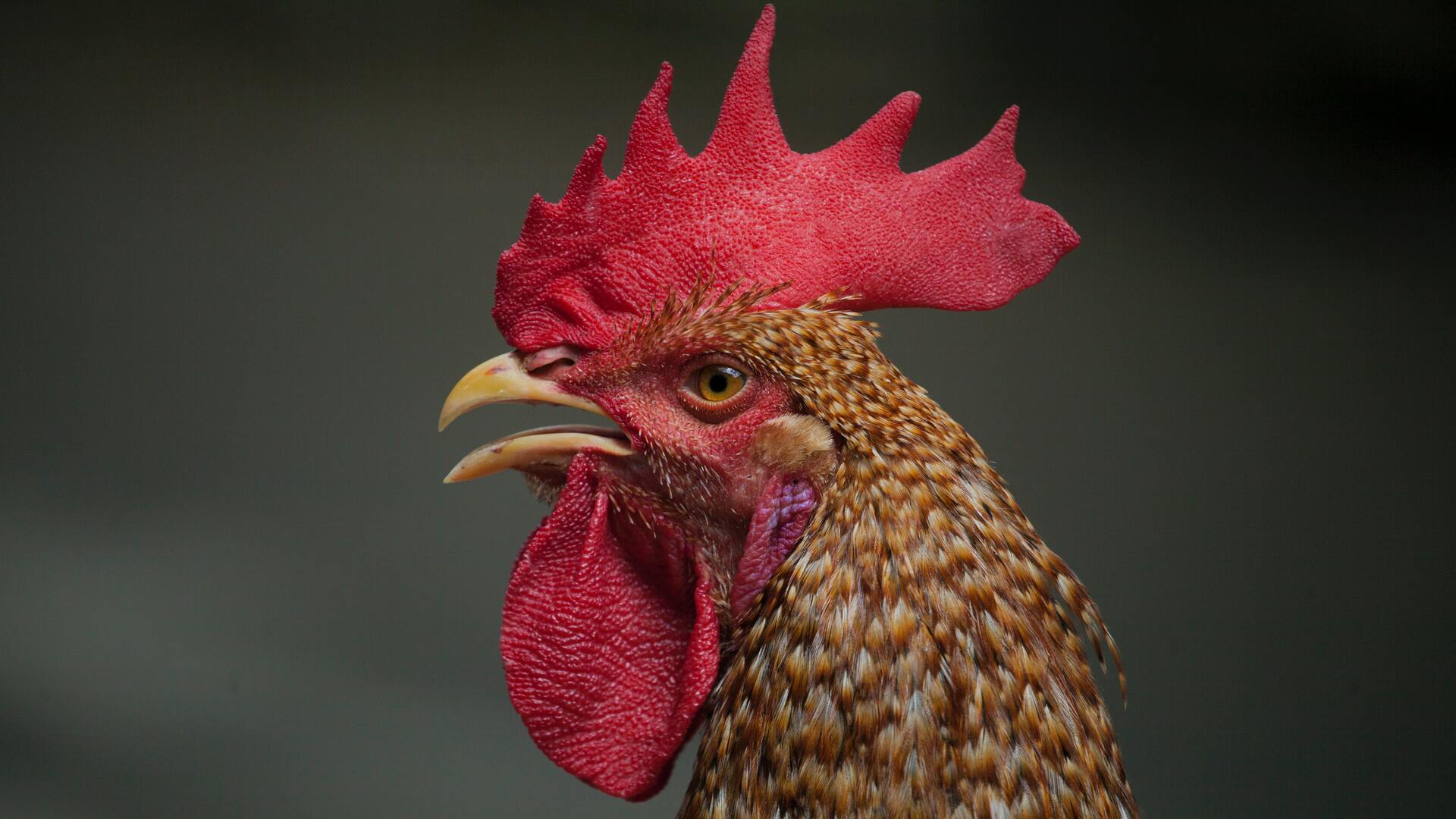 India: Man killed by own cock during cockfight - RTL Today