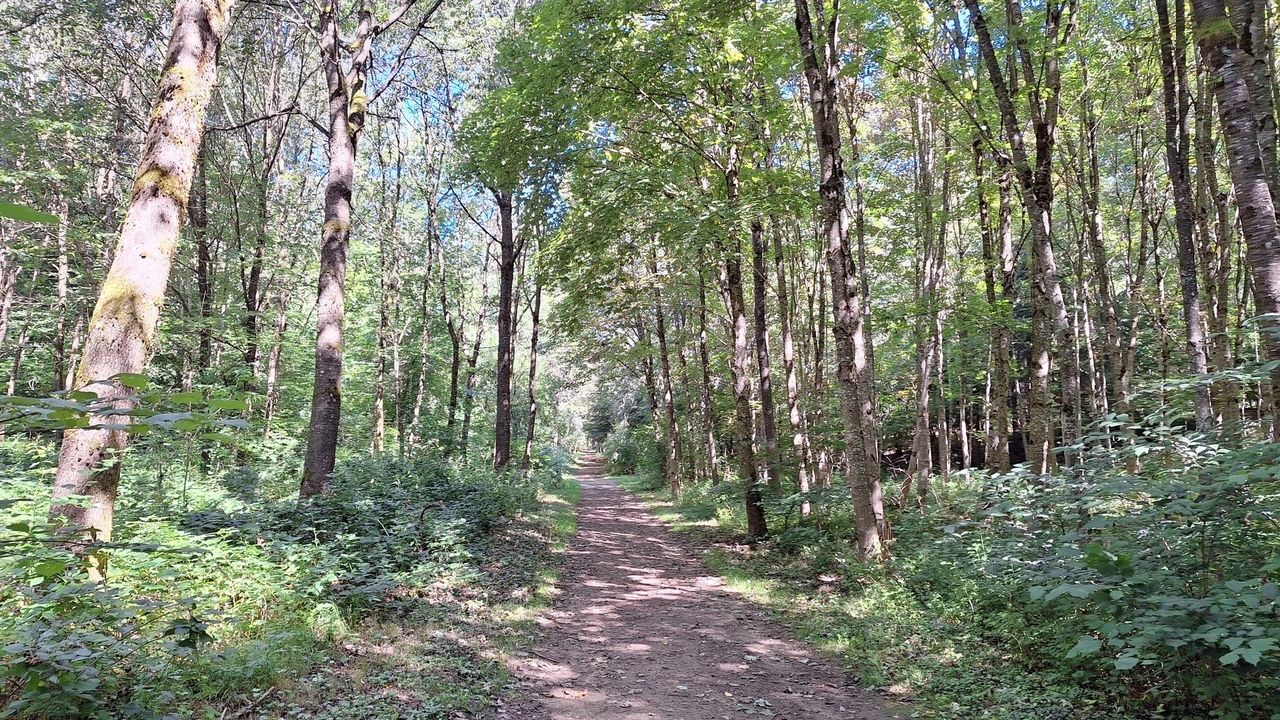 'Roadmap' for the protection of forests: Luxembourg City to implement ...