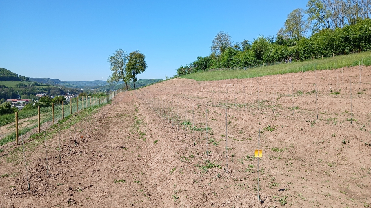 Back to the roots: Diekirch seeks to revive long-lost winemaking ...