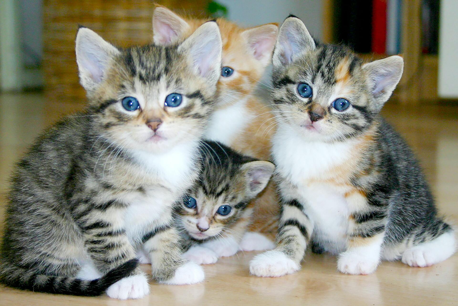 SPA: De trop nombreux abandons de chats et chatons cet été - RTL Infos