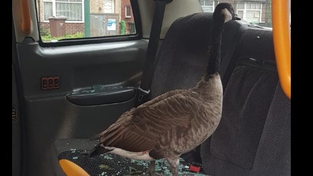 Goose on the loose: Goose smashes way into Nottingham taxi - RTL Today