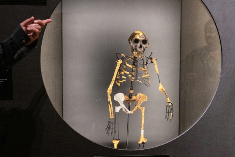 Australopithecus deyiremeda: Mystery foot belongs to ancient human ...