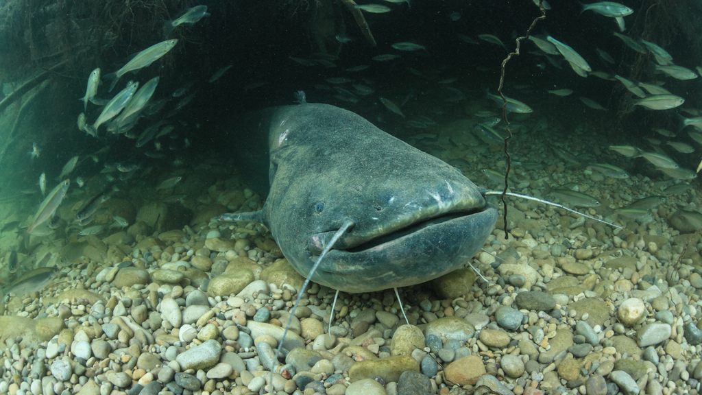Police intervene: Catfish causes chaos at German lake - RTL Today