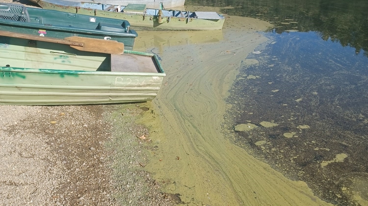 Baignade interdite: On vous explique le phénomène des algues bleues ...