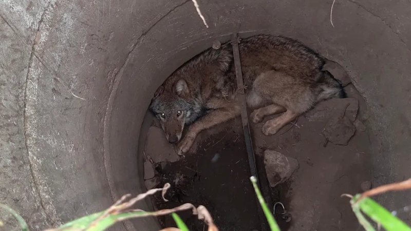Insolite: Les pompiers allemands sauvent un loup tombé dans un puits