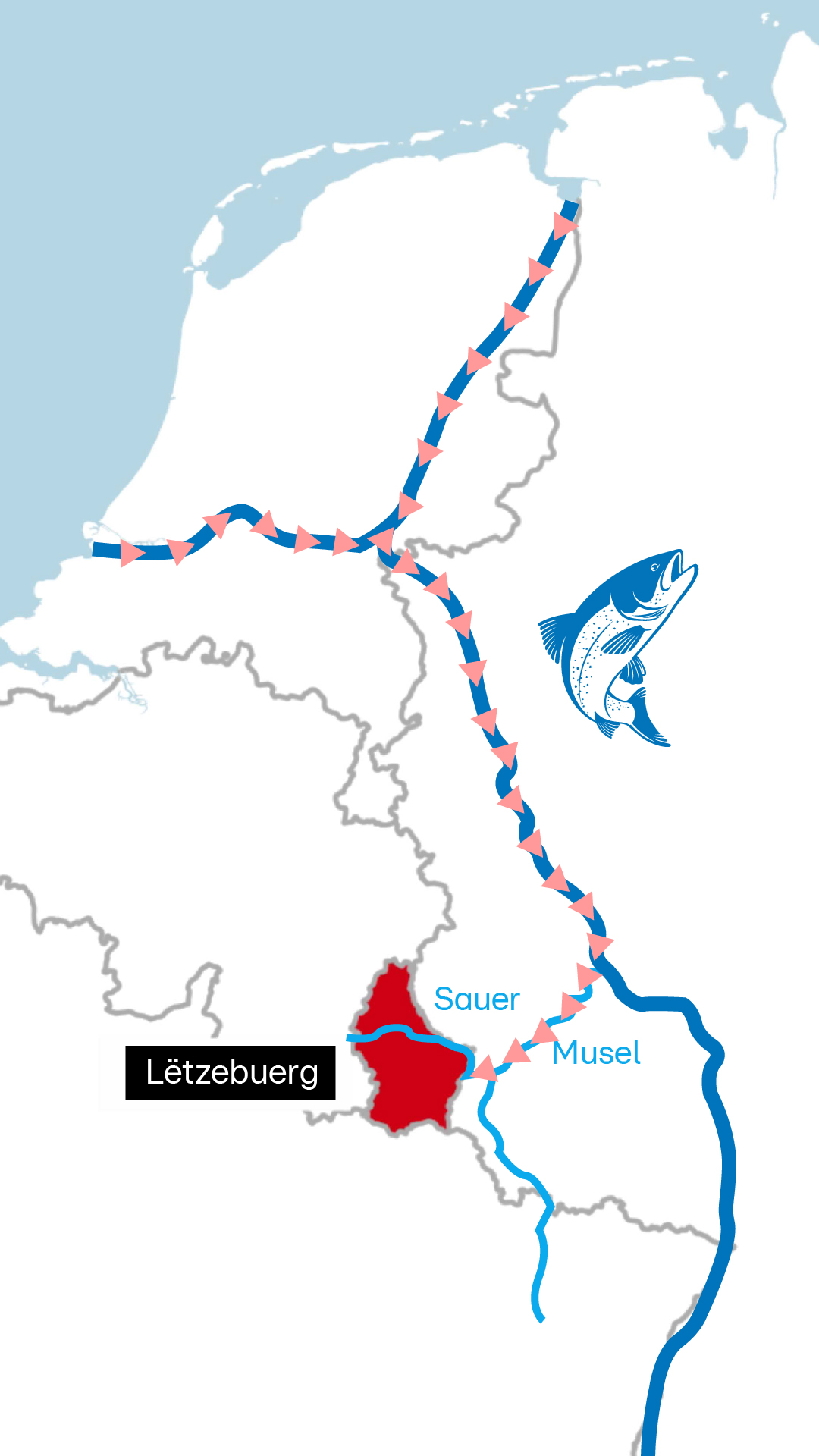 Eng Odyssee duerch de Rhäin: Schwëmmt de Saumon geschwënn nees am Grand ...