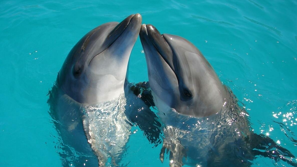 International Dolphin Day: Dolphinitely worth protecting: Fascinating ...