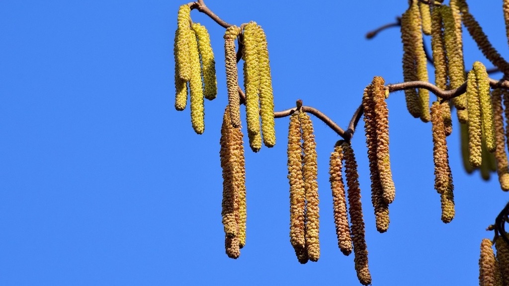 Allergies: Pollen.lu website to be revamped and made available as an ...