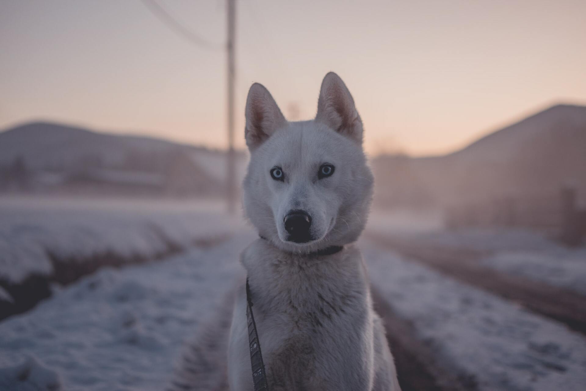 Découverte: Les chiens auraient accompagné les premiers humains sur le ...