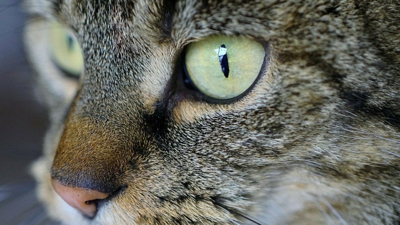 Maltraitance animale au Luxembourg: Trois chats ont eu des pattes ...