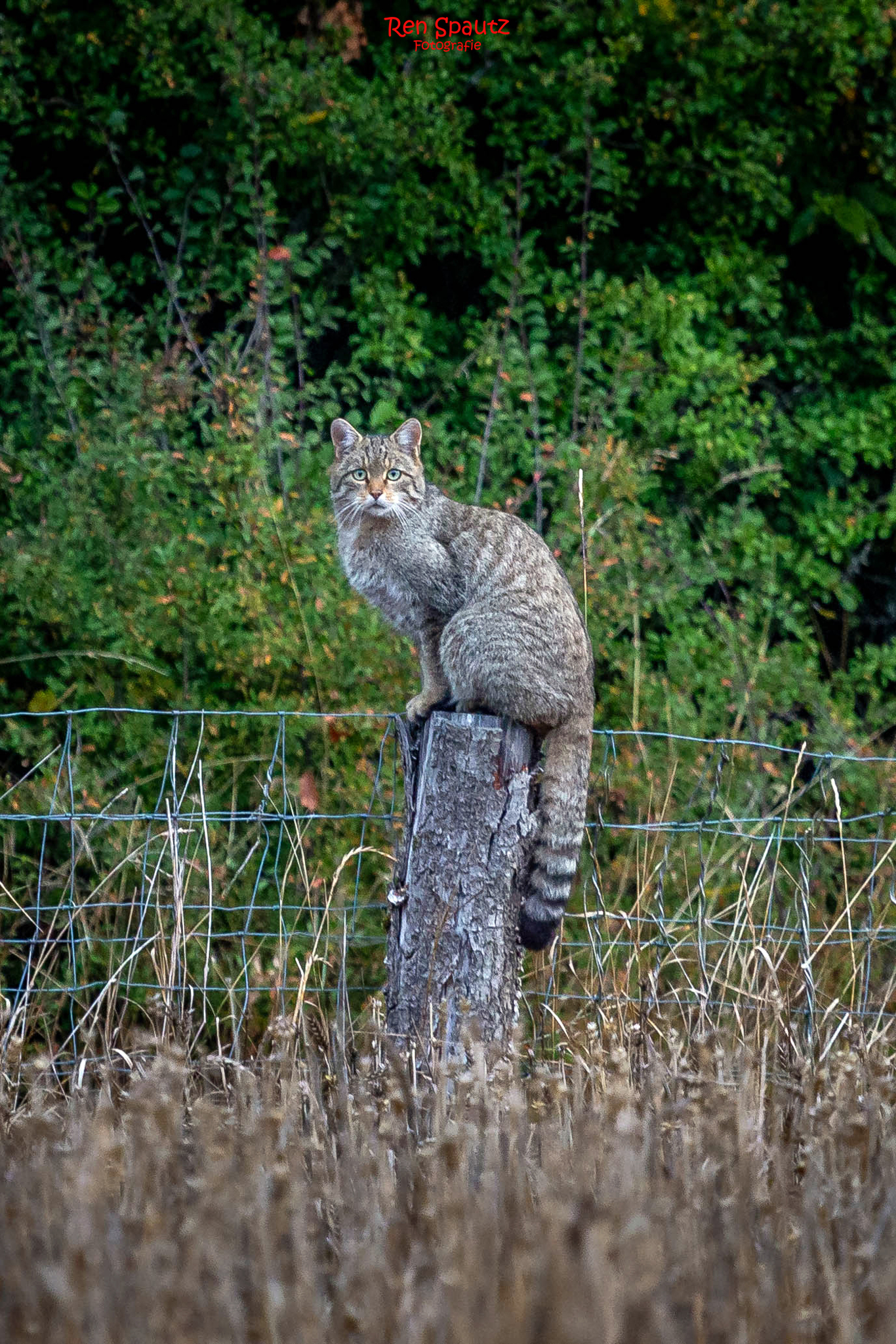 National Museum of Natural History: European wildcat sighting in ...
