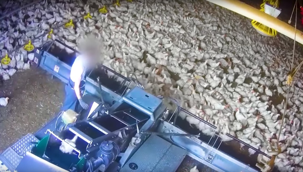 Abysmal living conditions: Shocking footage shows living chickens ...