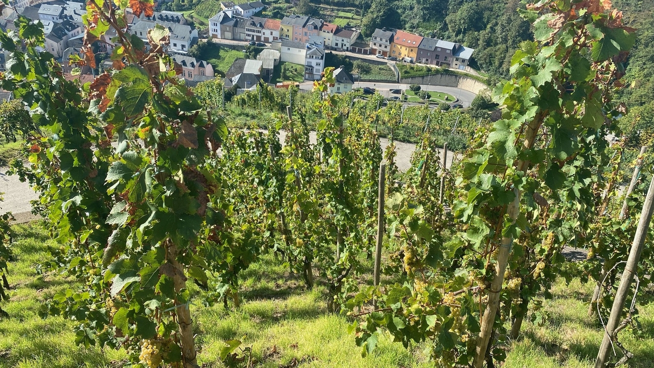 Streamlining wine-making: Bill unveiled to legalise status of vineyard ...