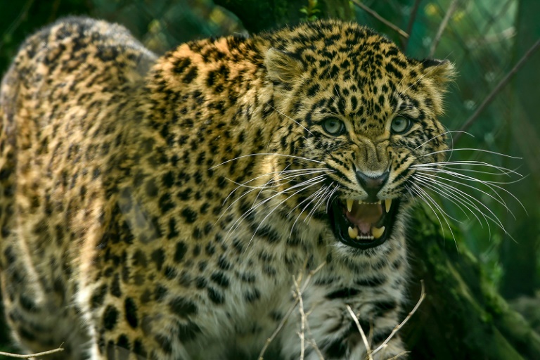 Indien: E Leopard blesséiert e puer Mënschen an engem Geriichtsgebai ...