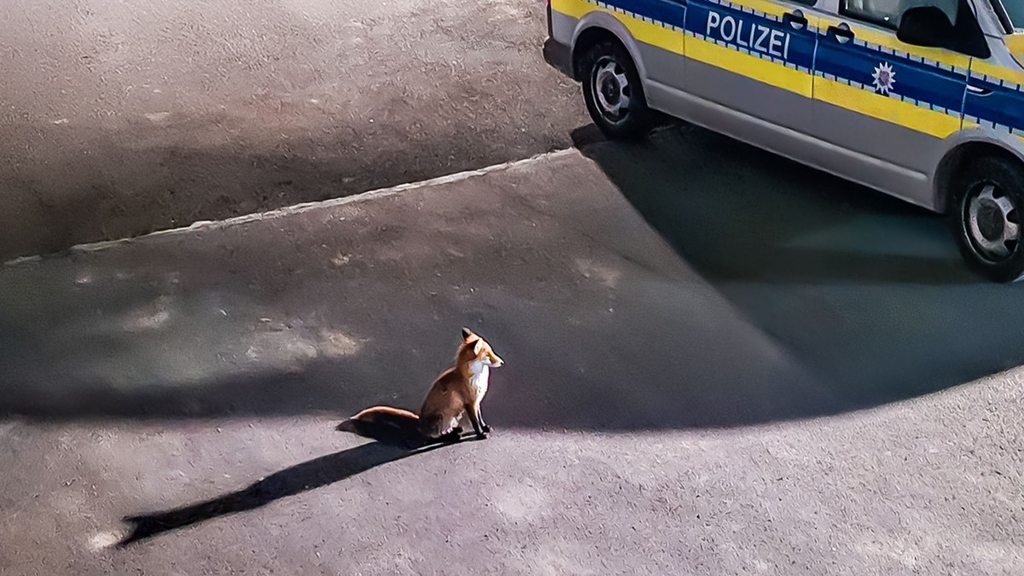 Furry dispute: Fox faces police intervention after dispute with cat in ...