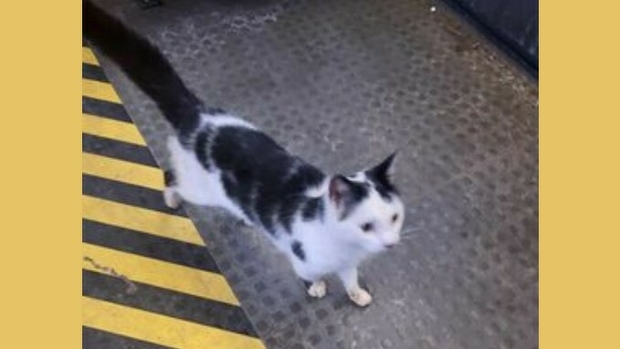 Un "pas-chat-ger" clandestin: Un chat prend le train de Manternach à ...