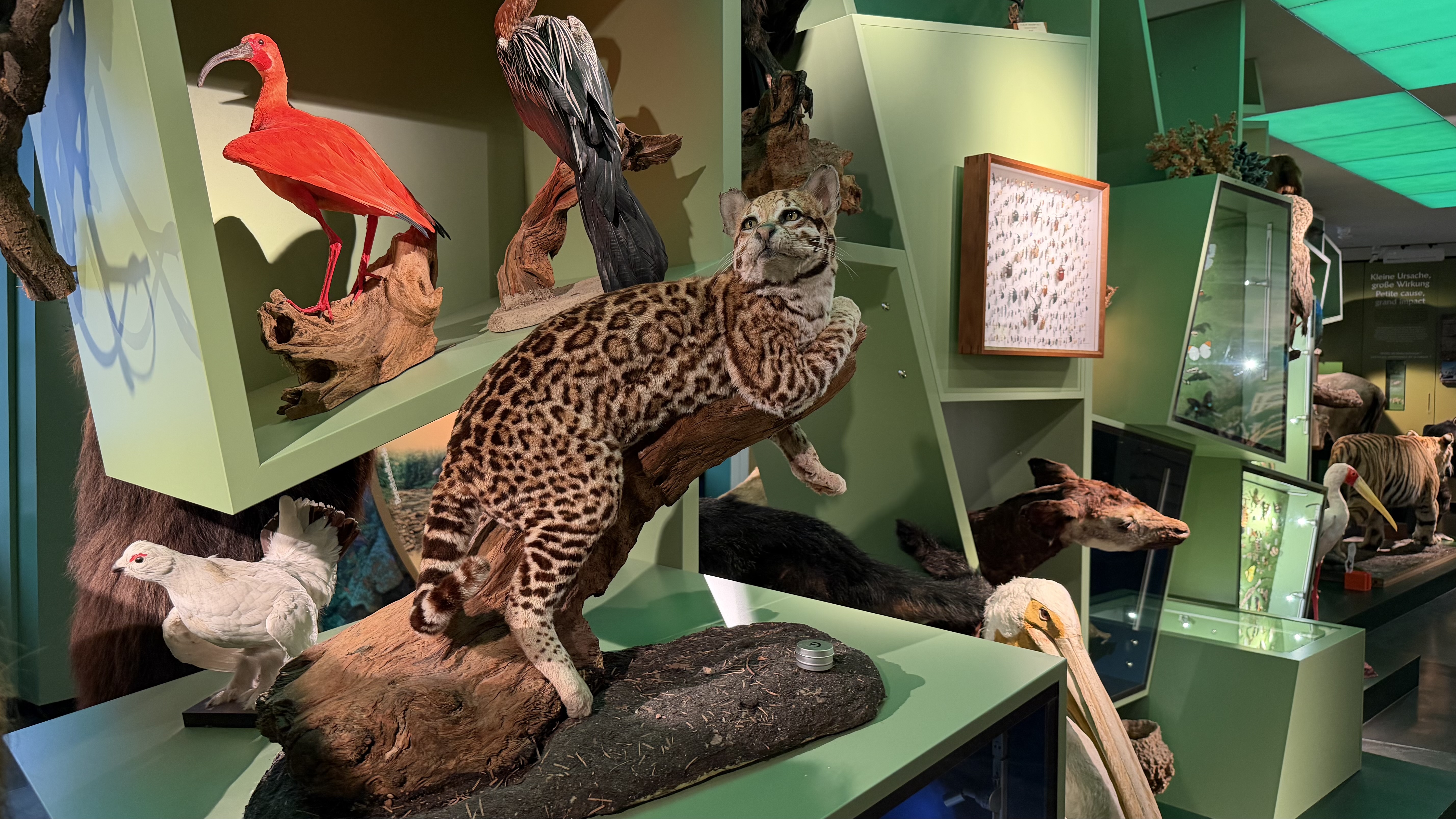 Look, don’t touch: Natural History Museum exhibits at risk of damage ...