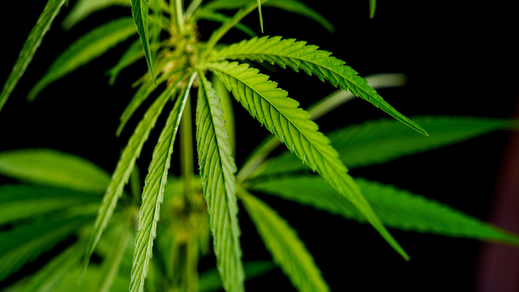 New cannabis law takes effect: Home cultivation of four plants ...