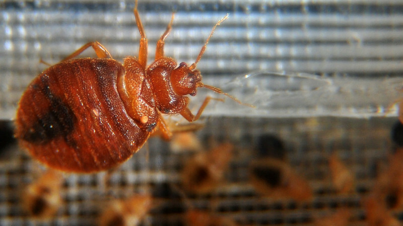 Tout le monde en parle: Comment se débarrasser des punaises de lit ...