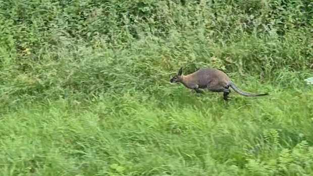 Animal handling: What are the conditions for keeping animals not on a ...