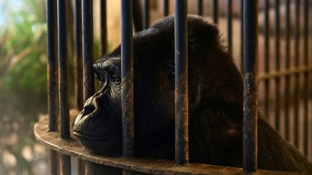 Thaïlande: Le dernier gorille en captivité dans un centre commercial crée la controverse