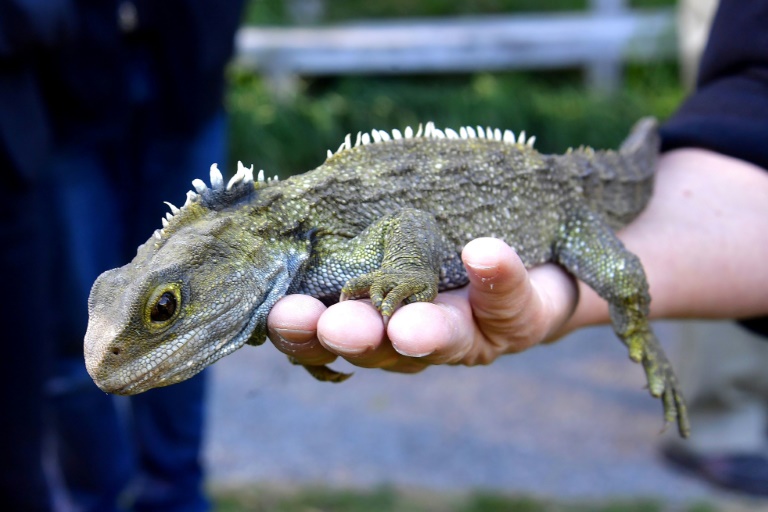 Thin 'lizzy': Oldest known lizard ancestor discovered in England - RTL ...