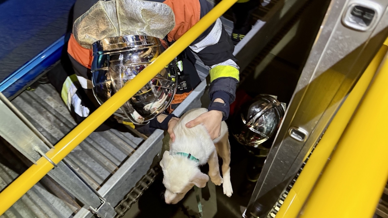 Tout est bien qui finit bien: Un chiot secouru par les pompiers à ...