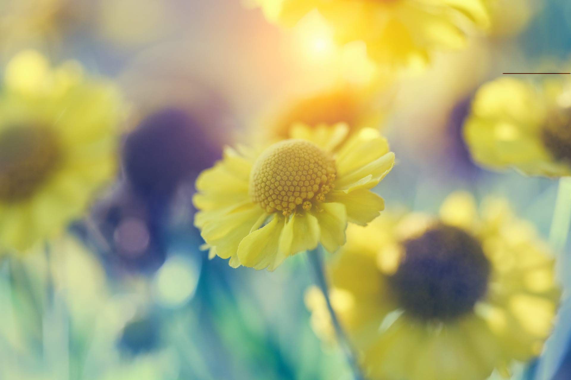 Letz be healthy: La naturopathie et l’énergie du printemps - RTL Infos