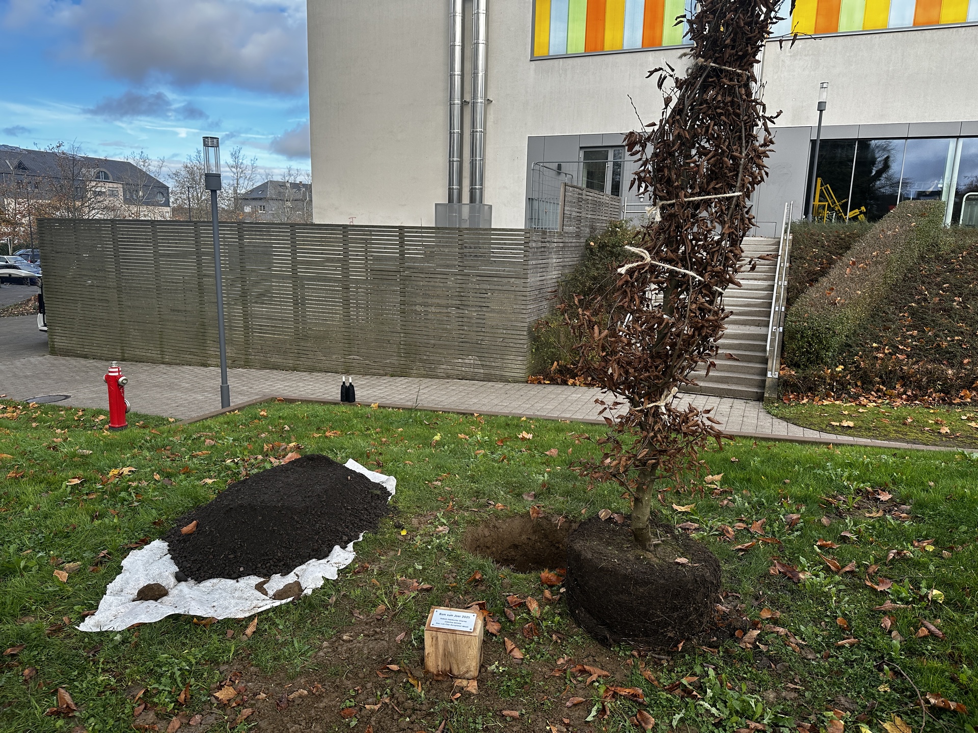 Challenge started in Germany: Communities unite for tree planting in ...