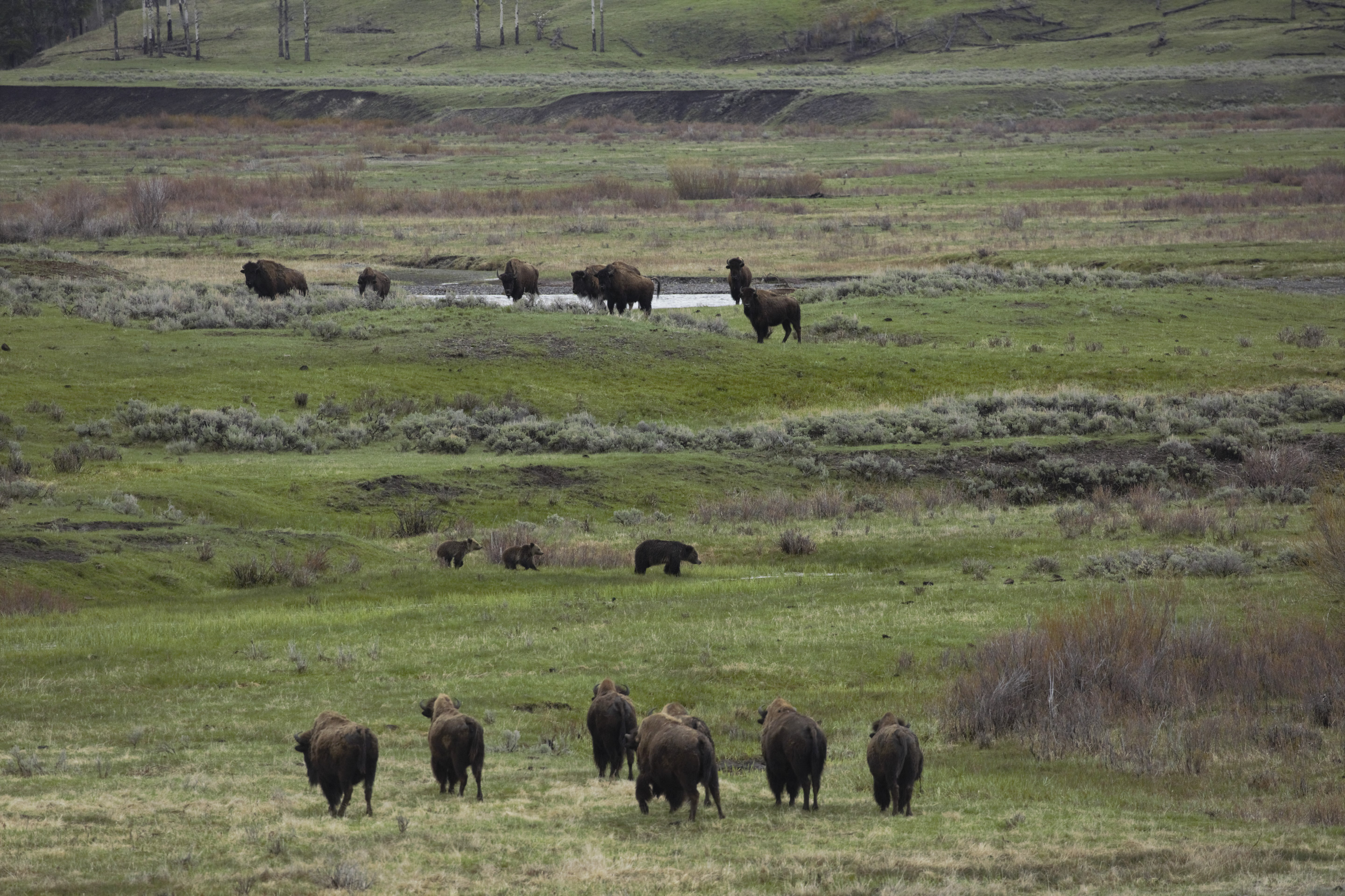 Visit to Yellowstone National Park - RTL Today