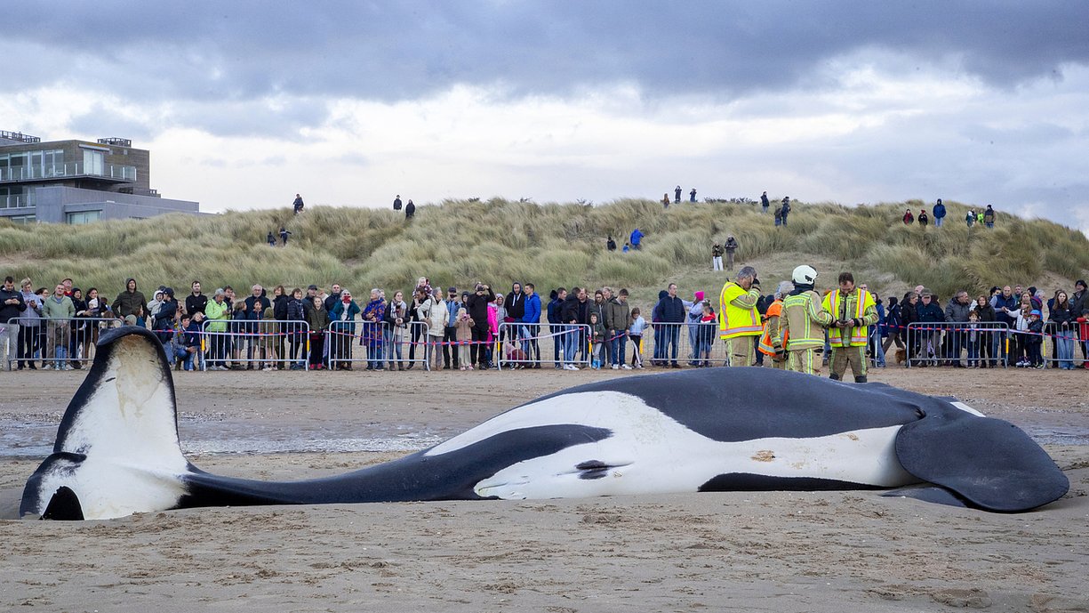 Triste image: Une orque retrouvée morte sur la Côte belge - RTL Infos