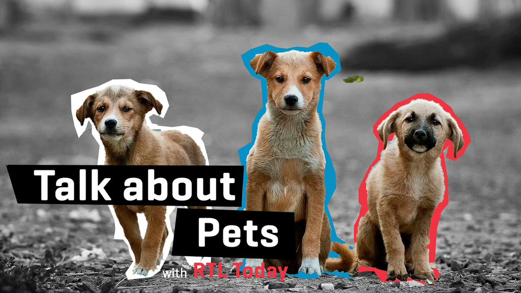 Learn Luxembourgish: Lesson 19 – Talking about your pets - RTL Today
