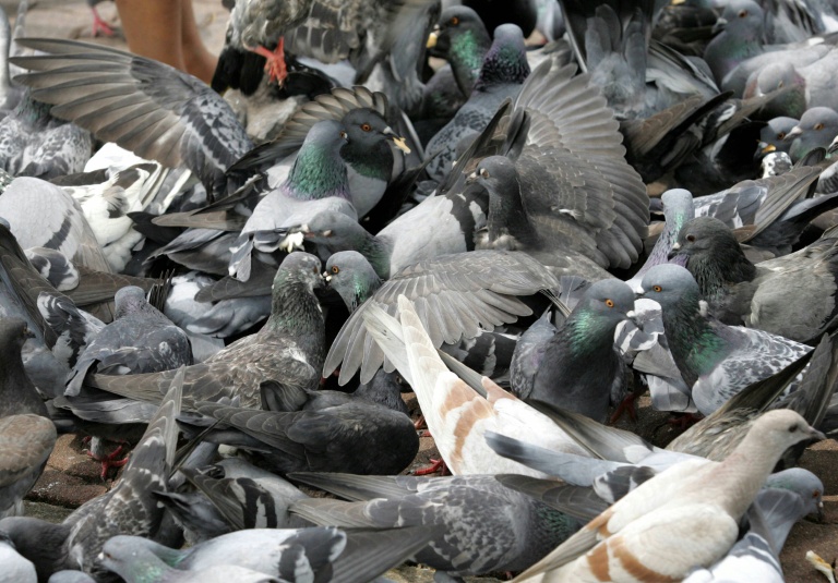 Pigeon toed: Hair-raising truth behind pigeons' lost toes - RTL Today