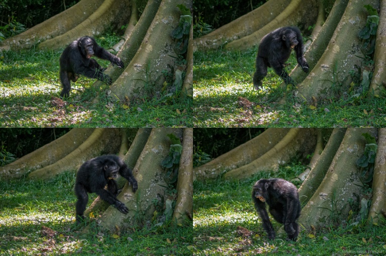 Different styles: Jungle music: Chimp drumming reveals building blocks ...