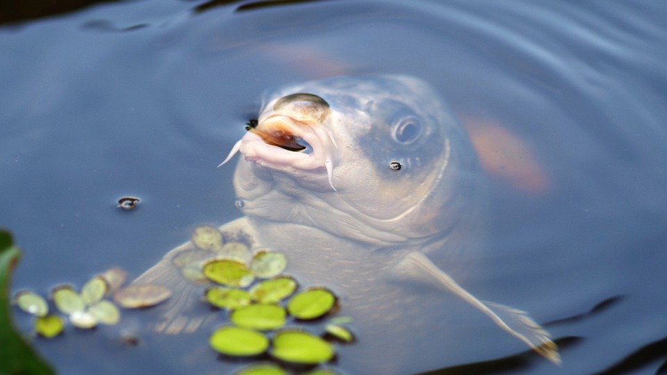 Fish Face: Yep, erm....nope - RTL Today