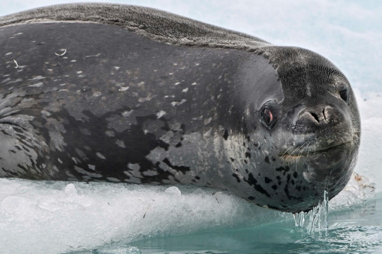 Songs last up to 13 hours: Seals sing 'otherworldly' songs structured ...