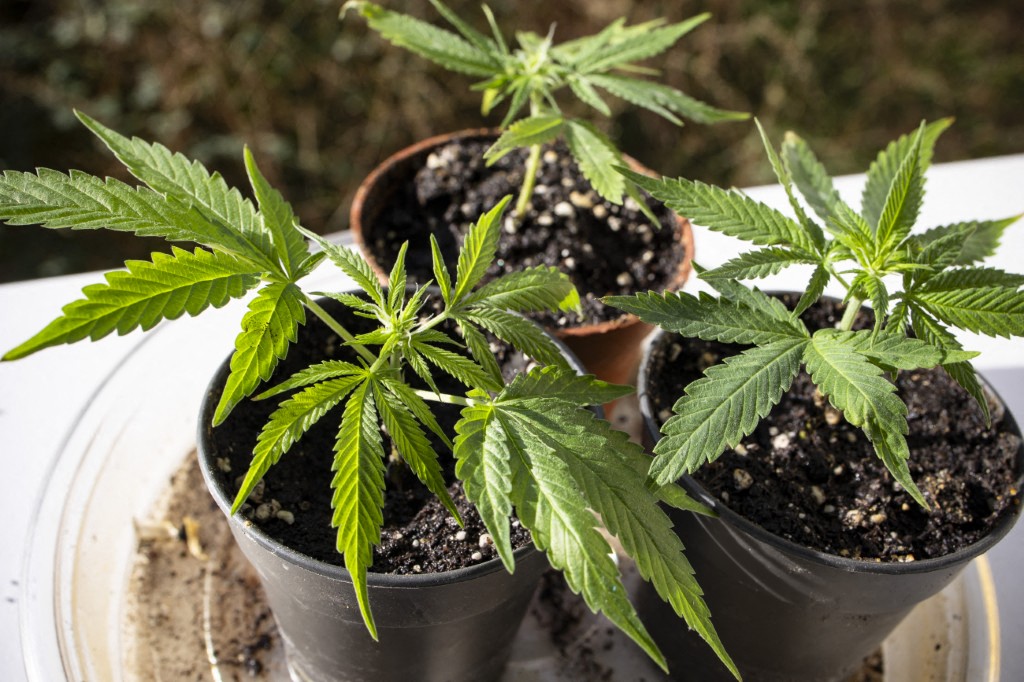 Explainer: Luxembourg's recreational cannabis laws - RTL Today