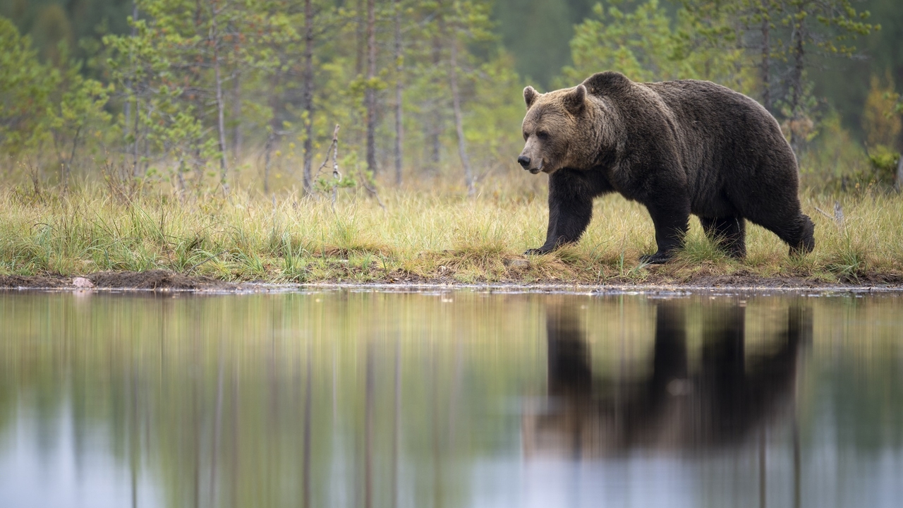 Fat Bear Week 2025: Chunk named fattest bear in Alaska - RTL Today
