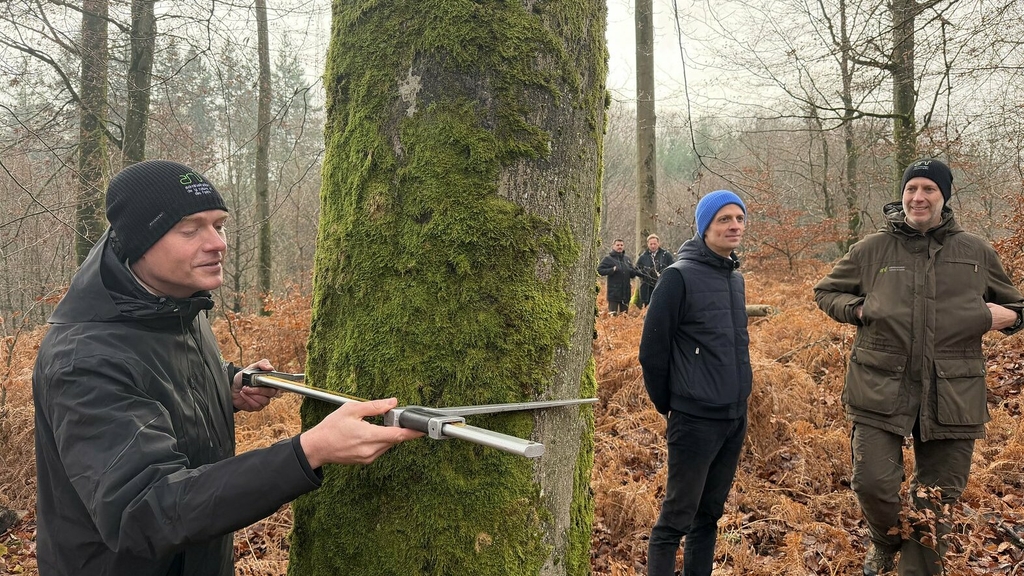 Forest inventory: 80% of Luxembourg's trees are in poor condition - RTL ...