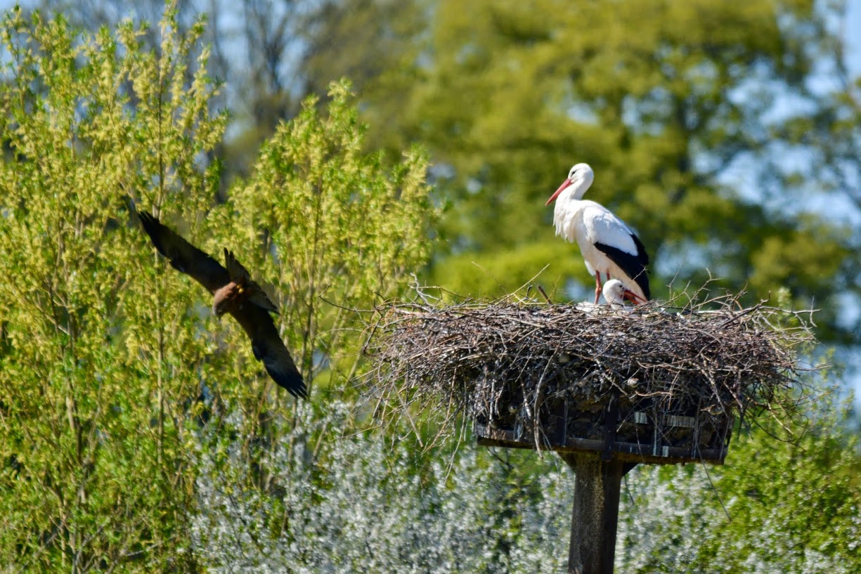 Wildlife snaps at Sainte-Croix animal park - RTL Today