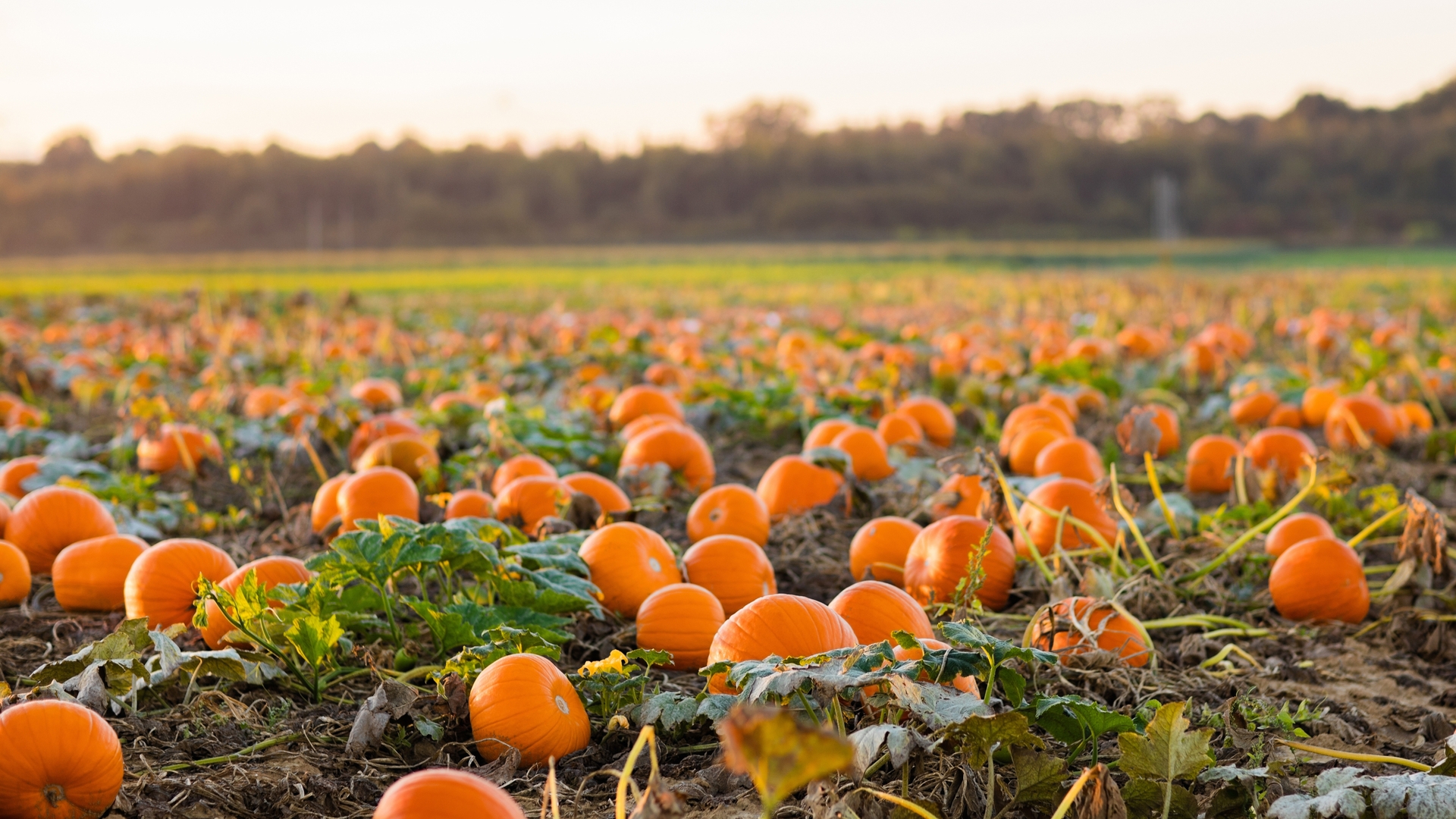 TravelMatKanner: Your ultimate pumpkin guide across the Greater Region ...