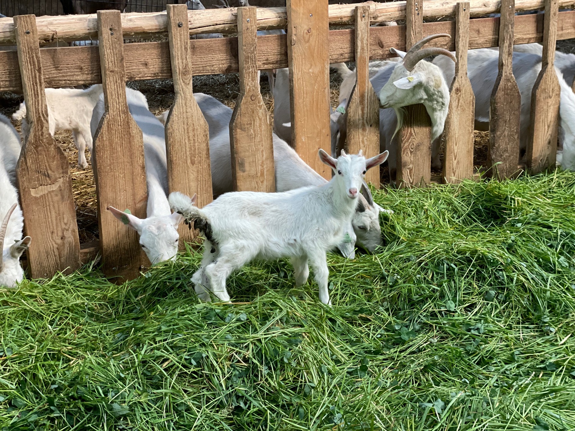 Agriculture: Exceptionally dry spring months jeopardise harvest - RTL Today