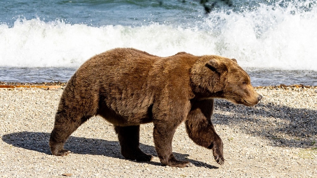 "Fat Bear Contest" am Alaska: Déidlechen Drama virun Ufank vu Wal zum ...