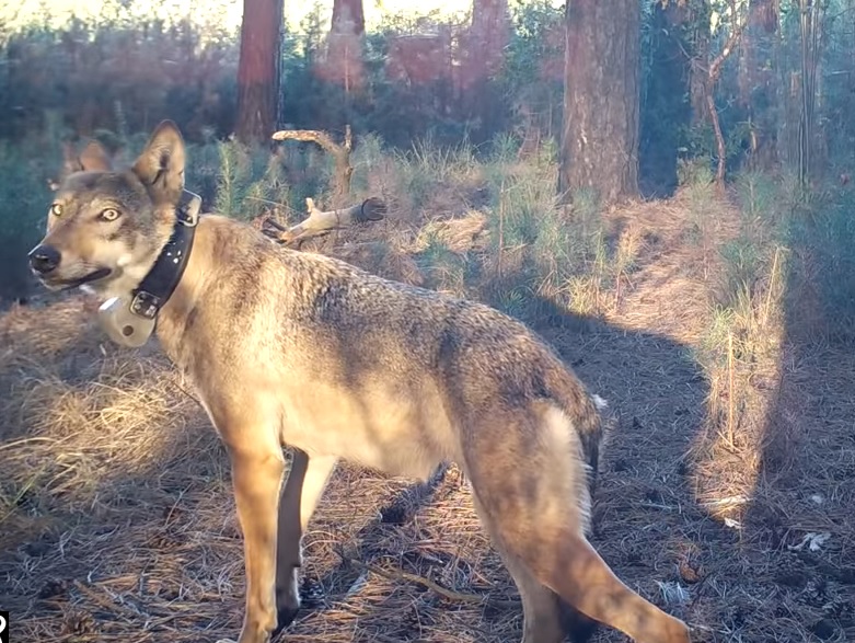 Wolves in Belgium: Poachers kill Naya, first wolf to reappear in ...