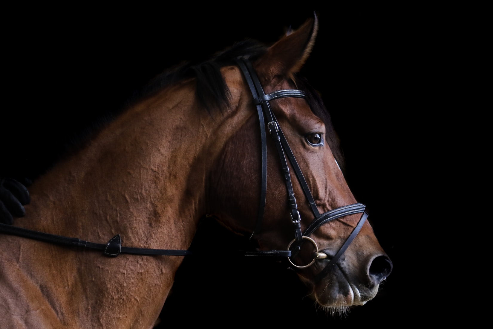 Veckring: Un cheval lui tombe dessus, un homme grièvement blessé - RTL ...