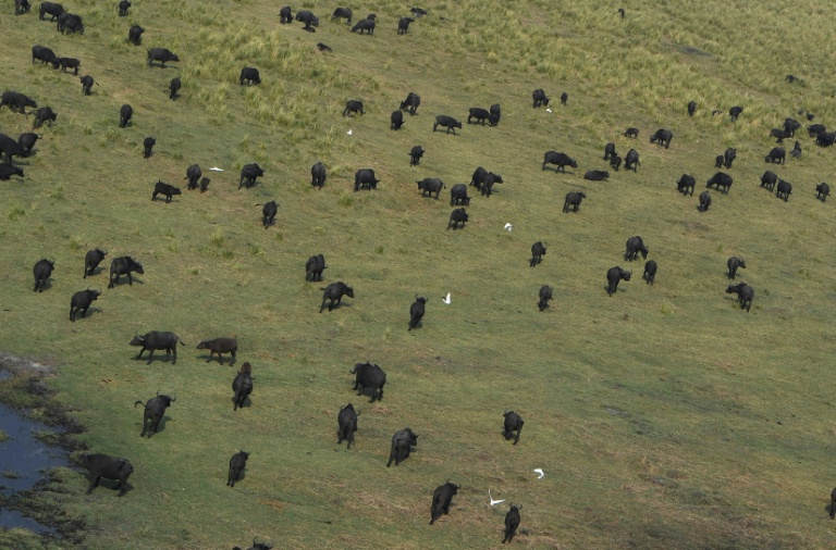 Fleeing lions: Nearly 100 buffaloes die in Namibia stampede - RTL Today